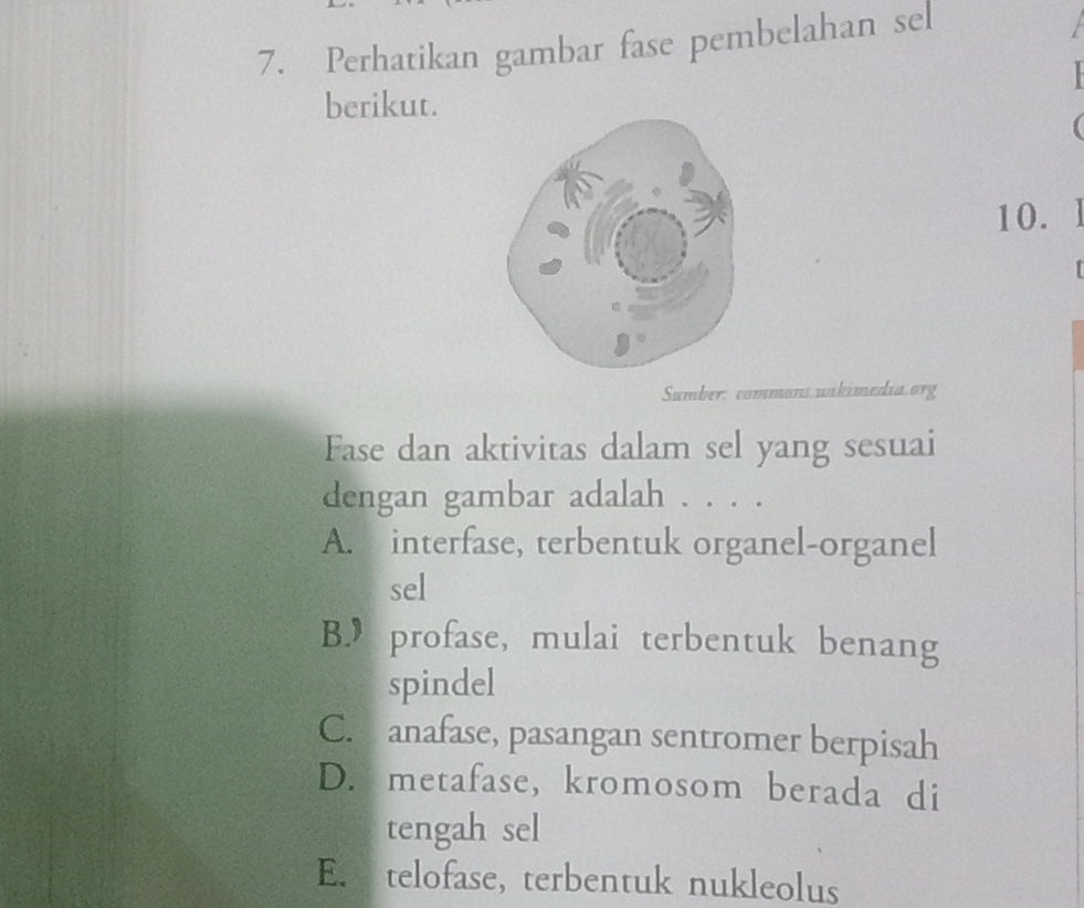 7. Perhatikan gambar fase pembelahan sel | StudyX