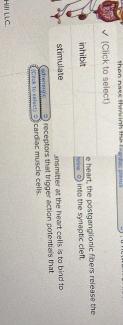 inhibit stimulate adrenergic receptors | StudyX