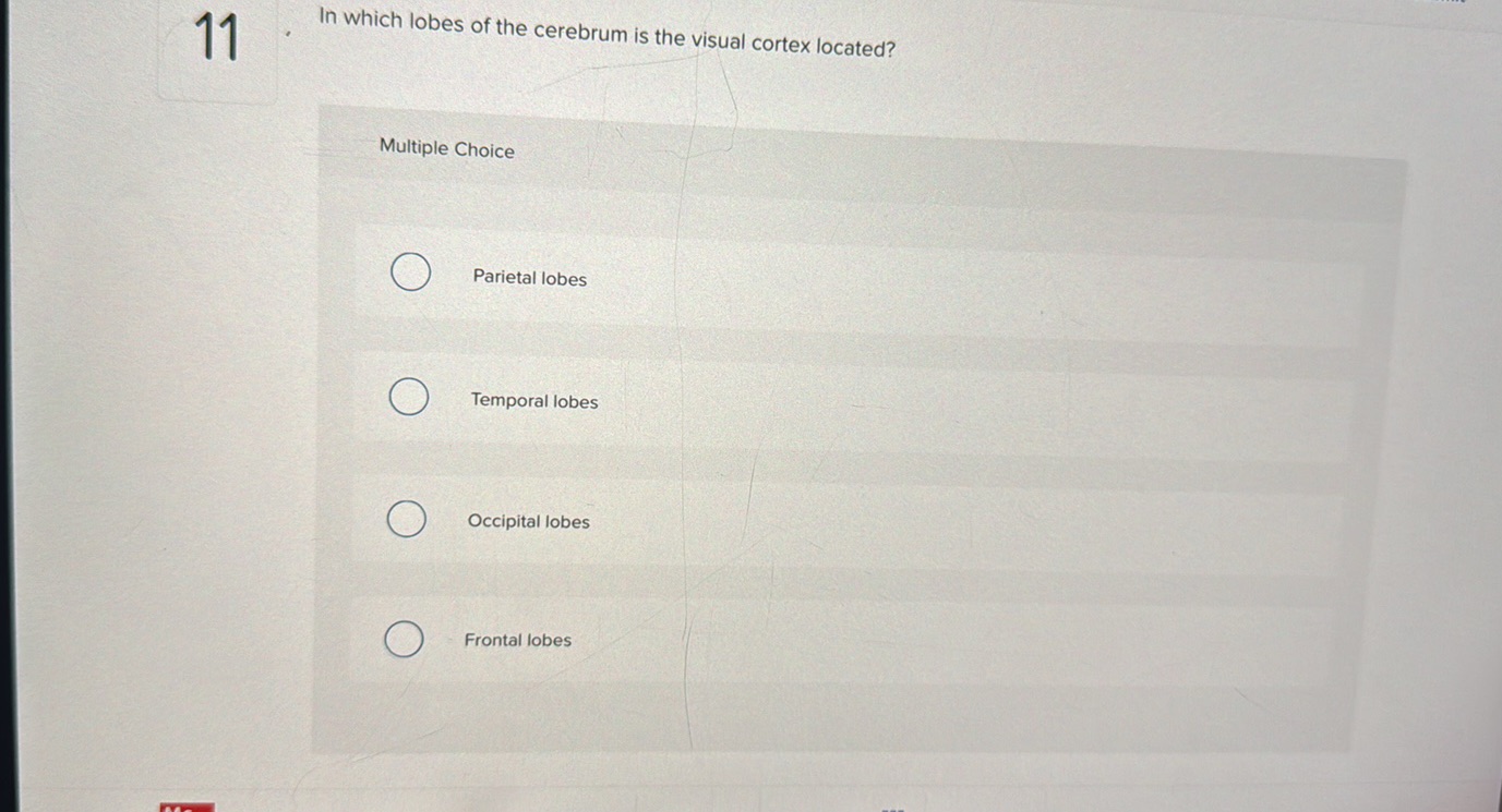 In which lobes of the cerebrum is the visual | StudyX