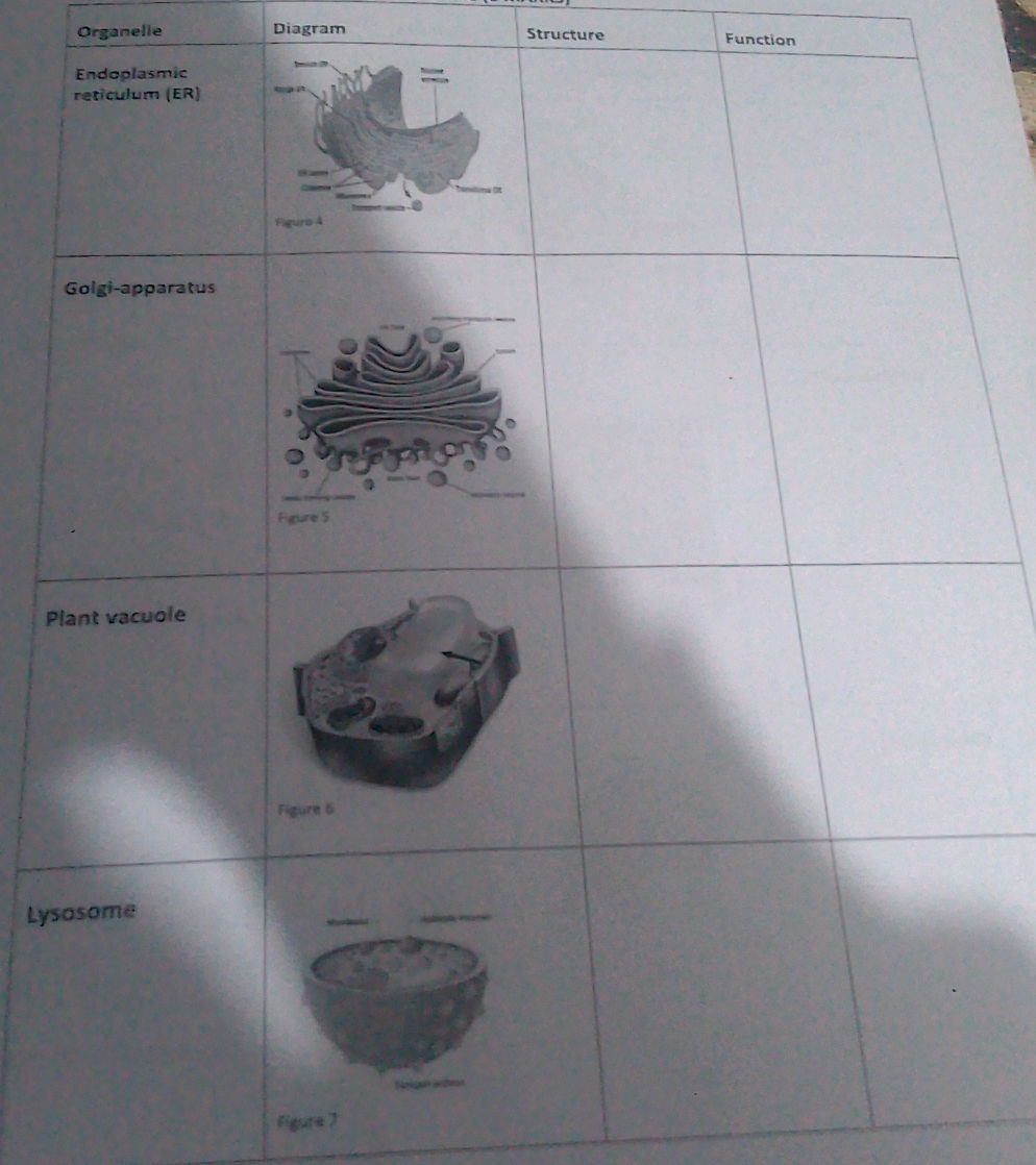 Organelle | Diagram | Structure | Function | StudyX
