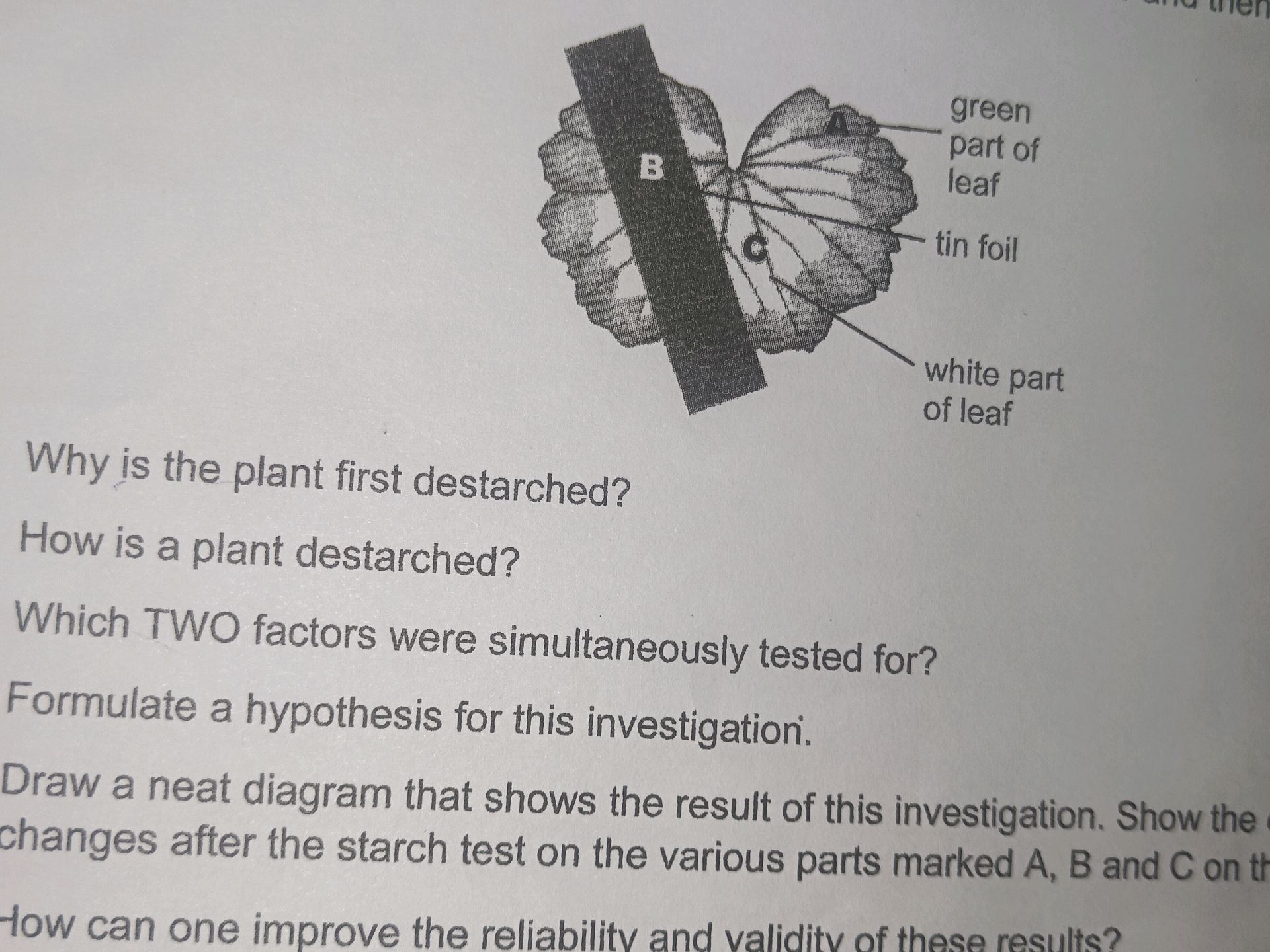 Why is the plant first destarched? How is a | StudyX