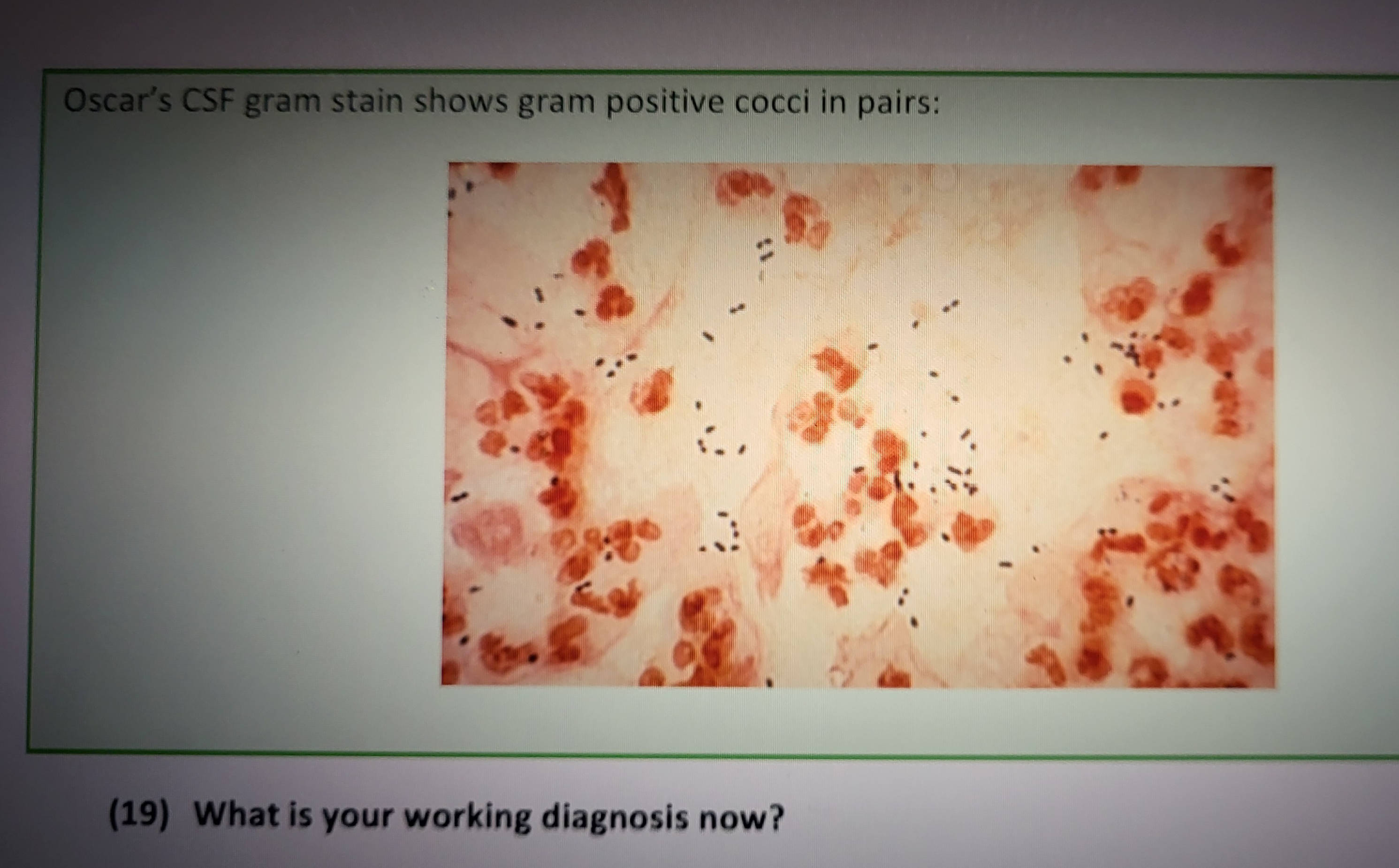 Oscar's CSF gram stain shows gram positive | StudyX