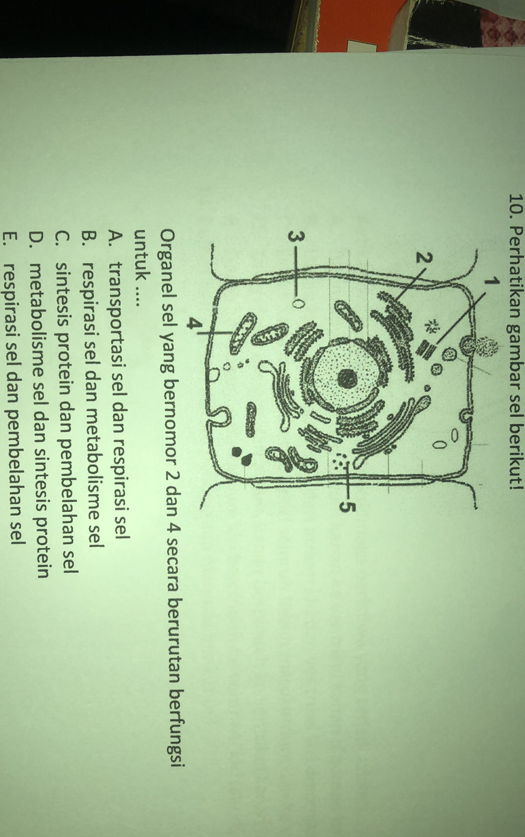 10. Perhatikan gambar sel berikut! Organel | StudyX