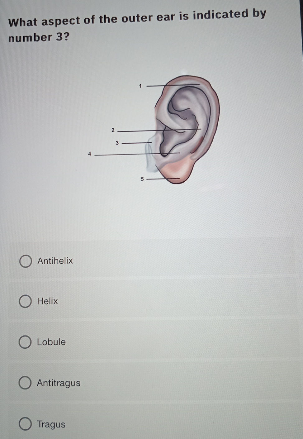 What aspect of the outer ear is indicated by | StudyX