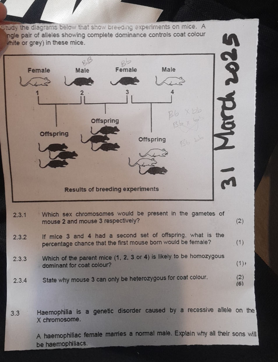 Study the diagrams below that show breeding | StudyX
