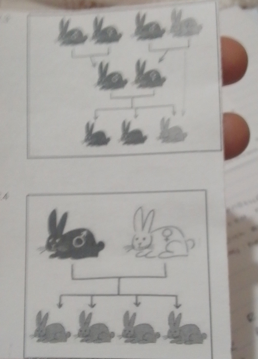 The image shows a diagram of rabbit | StudyX