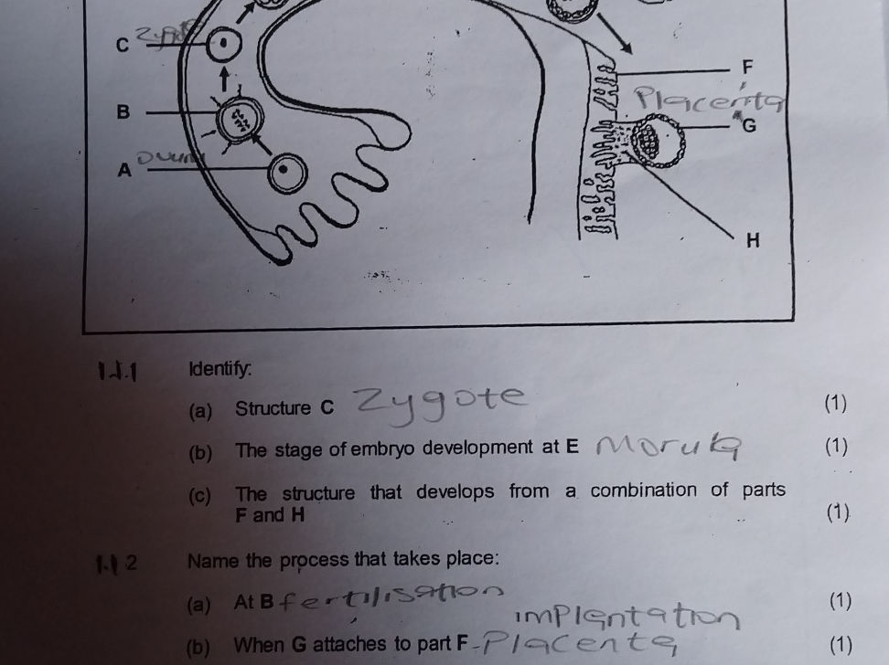 1. 1 Identify: (a) Structure C Zygote (1) | StudyX