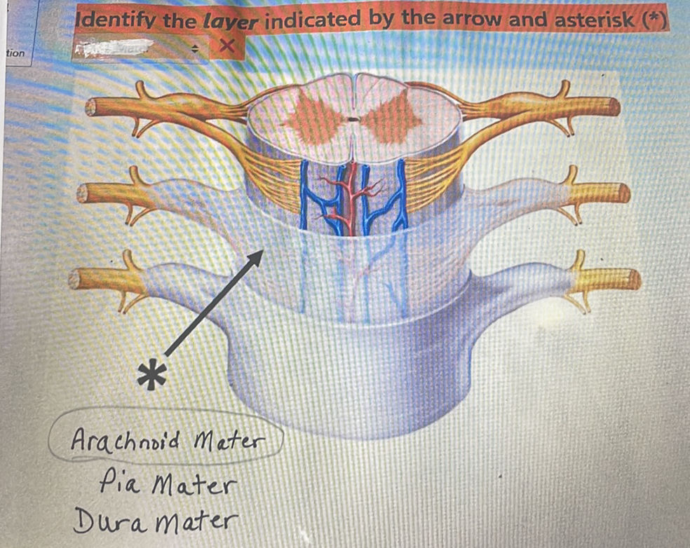 Identify the layer indicated by the arrow | StudyX