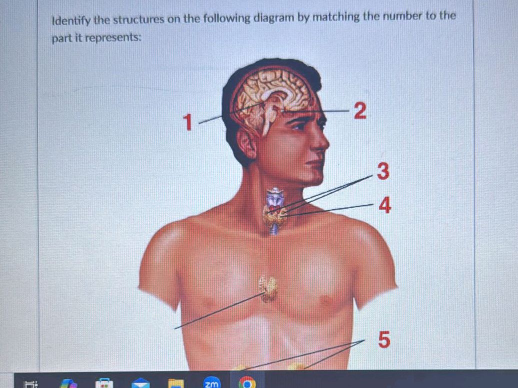 Identify the structures on the following | StudyX