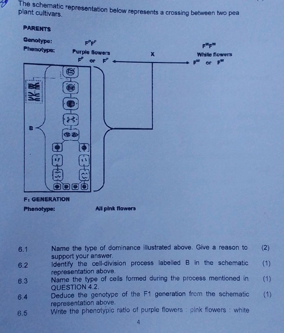 The schematic representation below | StudyX
