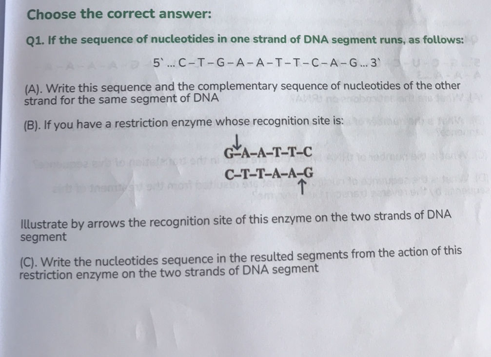 Q1. If the sequence of nucleotides in one | StudyX