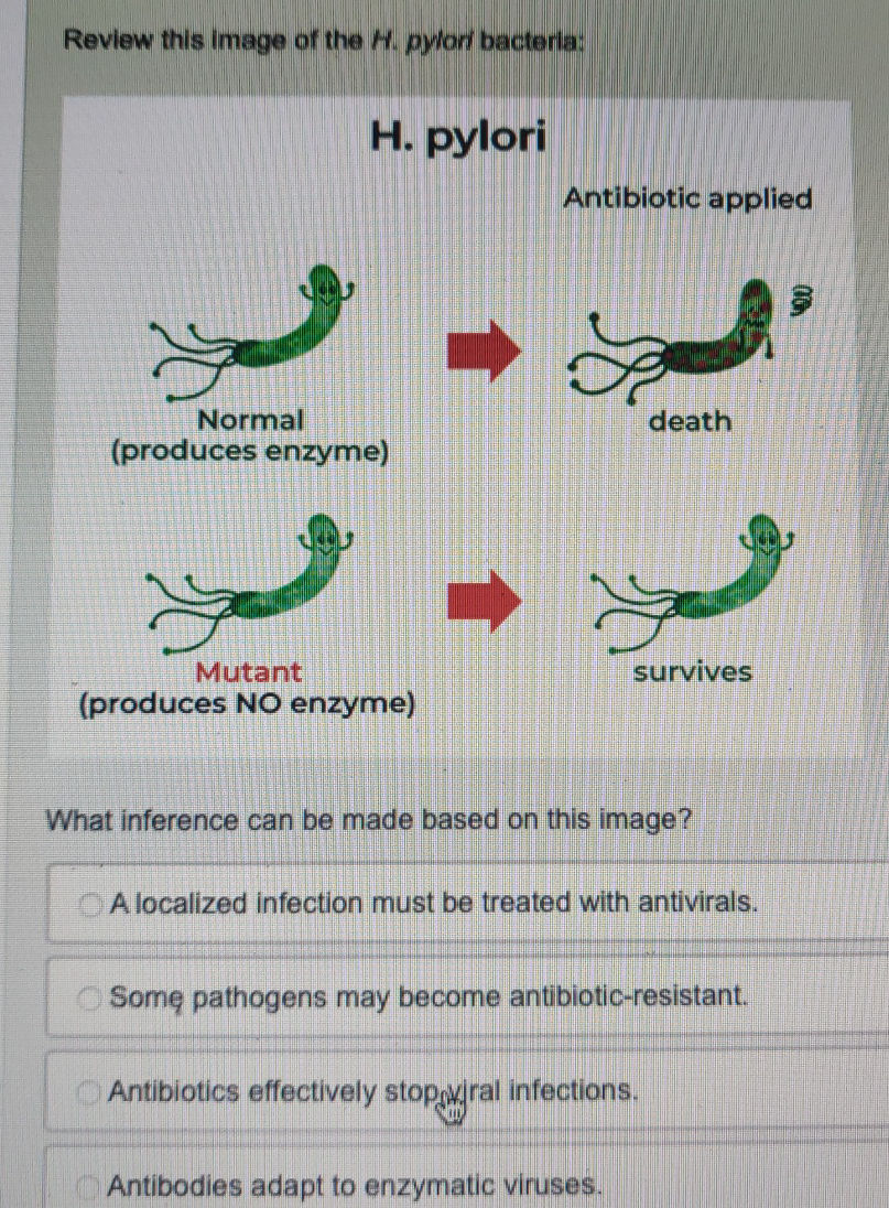 H. pylori Antibiotic applied Normal | StudyX