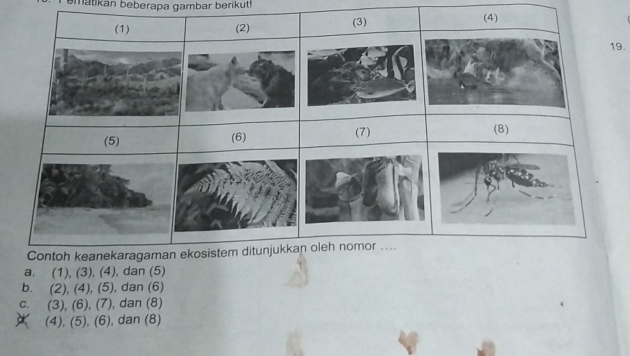 Perhatikan beberapa gambar berikut! | (1) | | StudyX