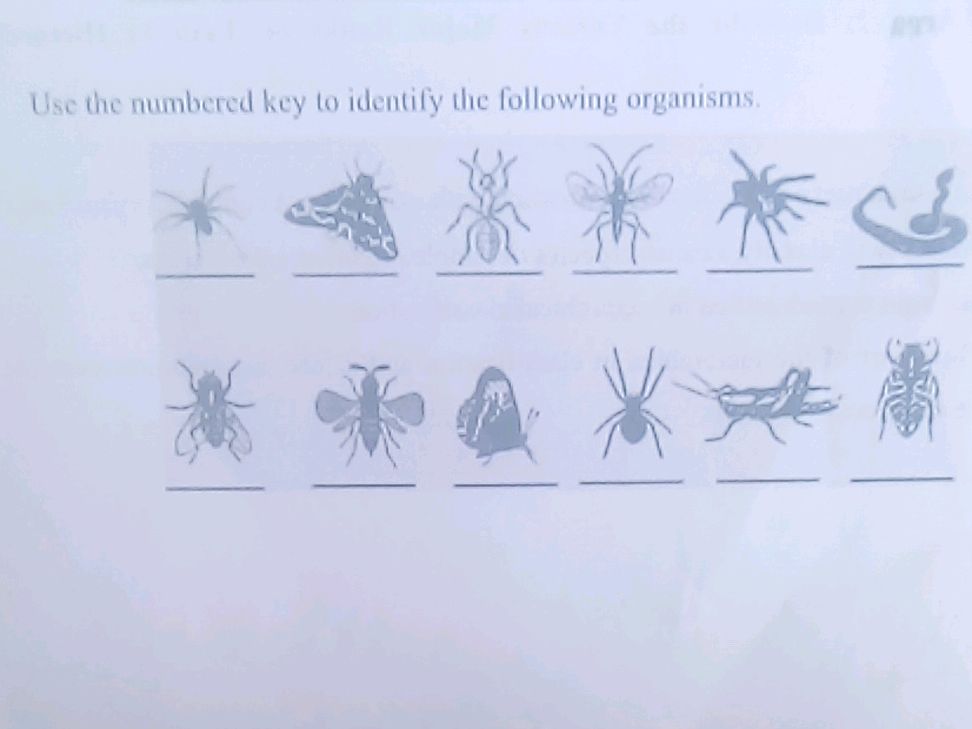 Use the numbered key to identify the | StudyX