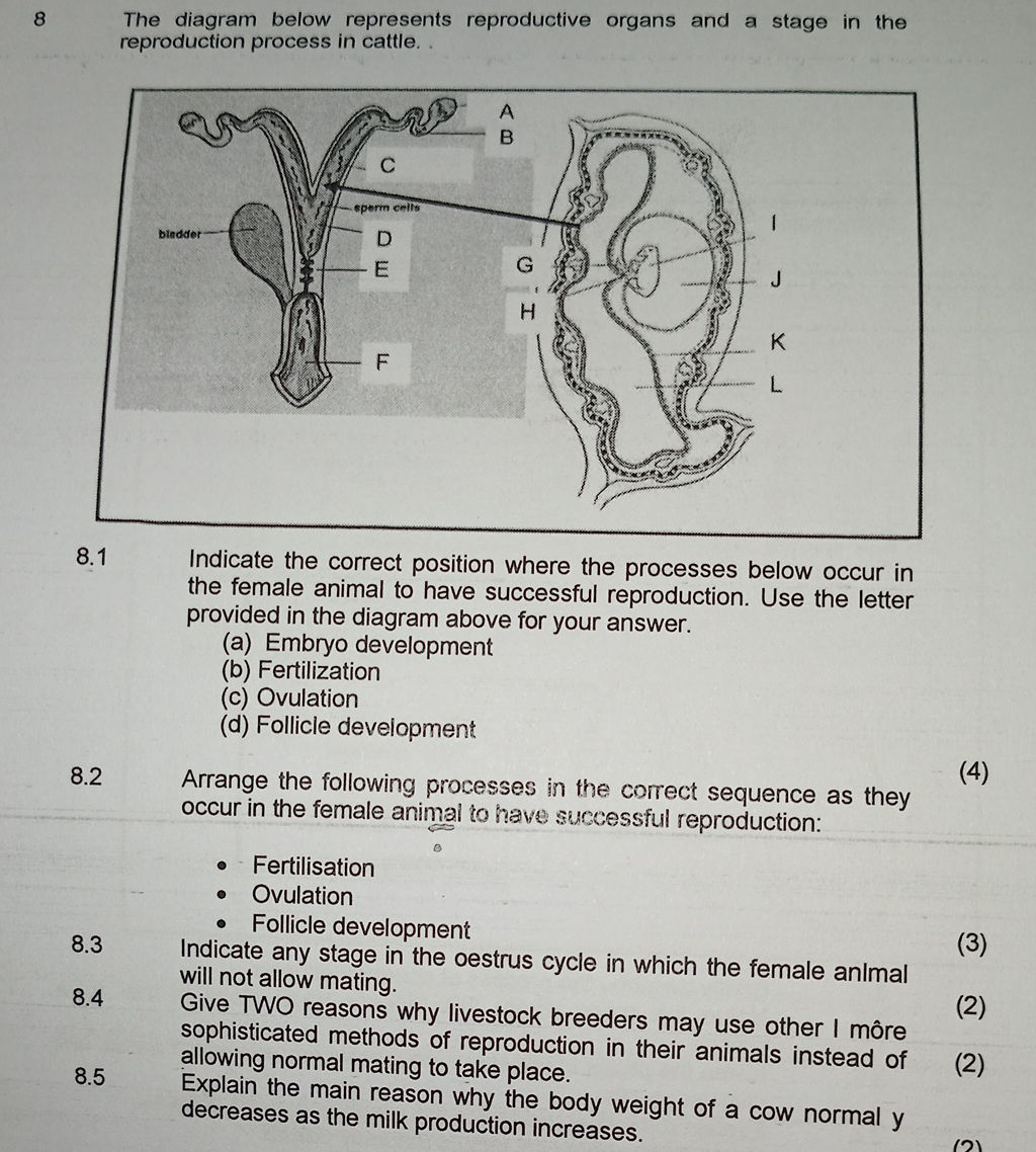8 The diagram below represents reproductive | StudyX