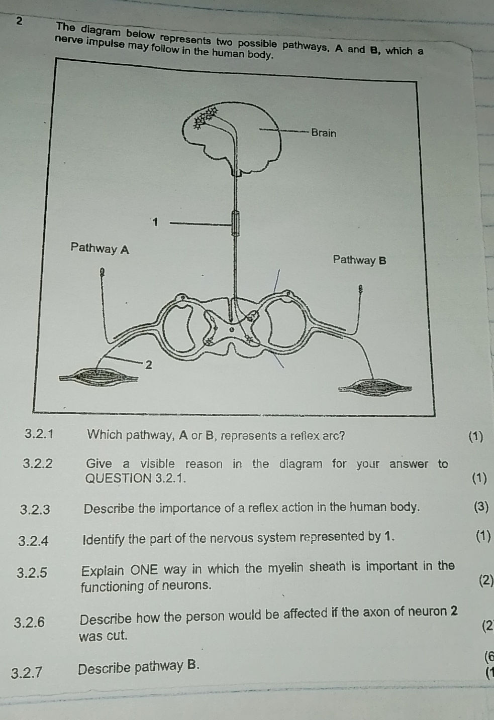 The diagram below represents two possible | StudyX