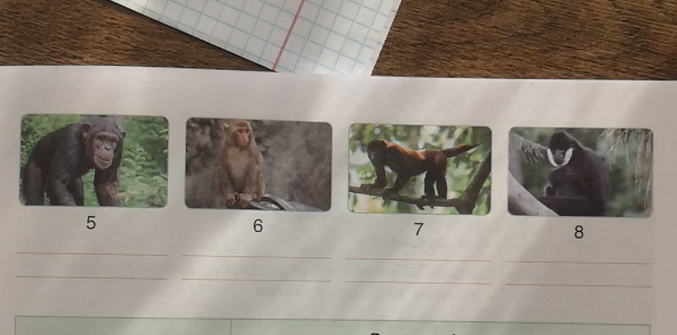 The image shows pictures of different | StudyX