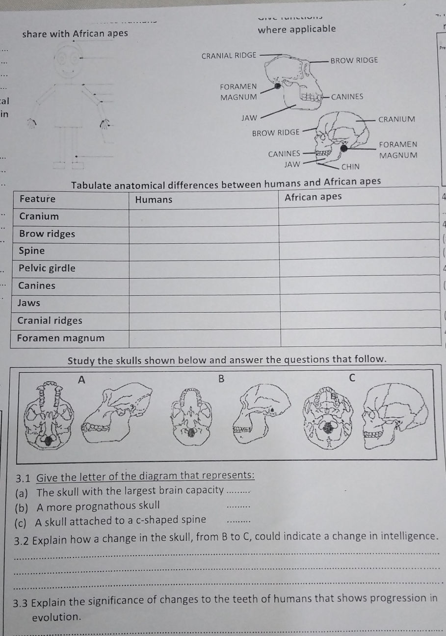Tabulate anatomical differences between | StudyX