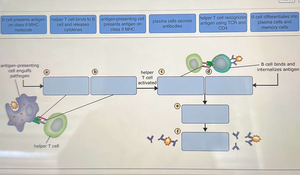 The image depicts a flow chart of the immune | StudyX