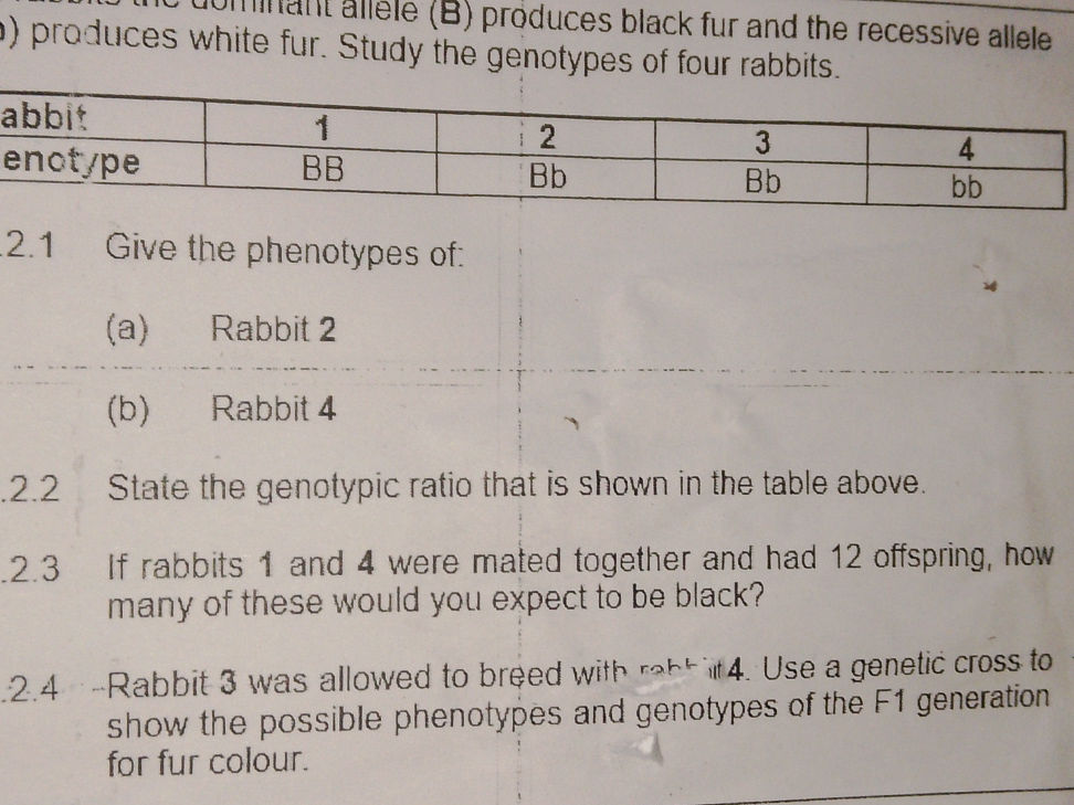 Study the genotypes of four rabbits. | | StudyX