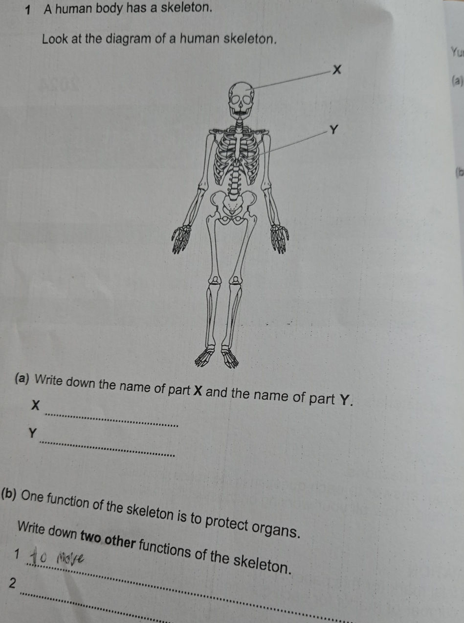 1 A human body has a skeleton. Look at the | StudyX