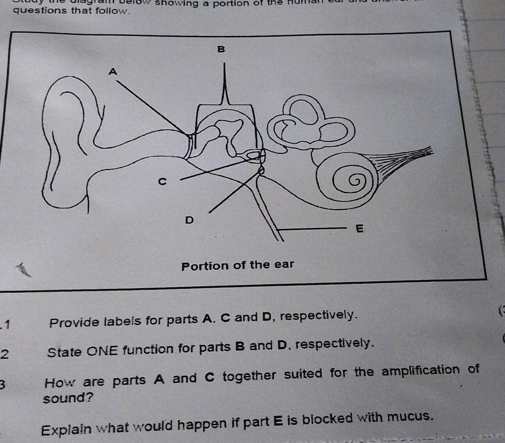 1. Provide labels for parts A, C and D, | StudyX