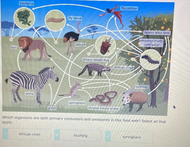 Which organisms are both primary consumers | StudyX