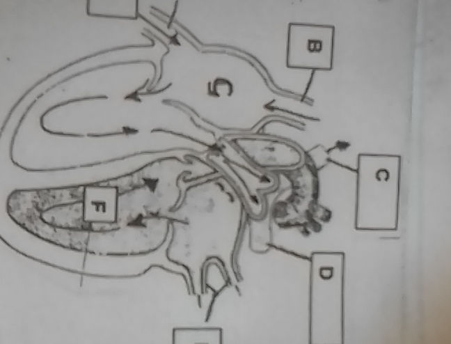 The image shows a diagram of the human | StudyX