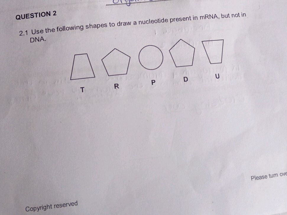 2.1 Use the following shapes to draw a | StudyX