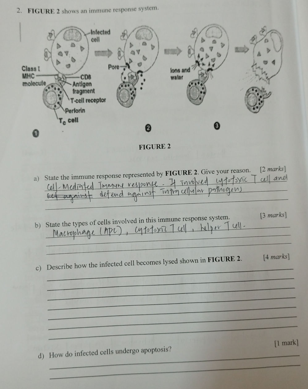 a) State the immune response represented by | StudyX