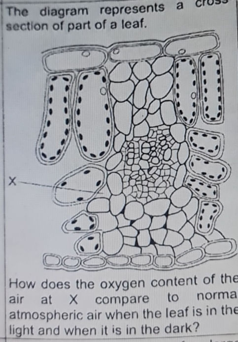 The diagram represents a section of part of | StudyX