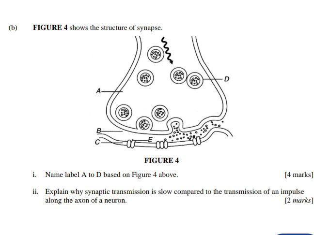 i. Name label A to D based on Figure 4 | StudyX
