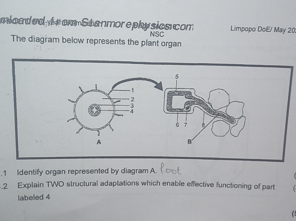 Identify organ represented by diagram A. | StudyX