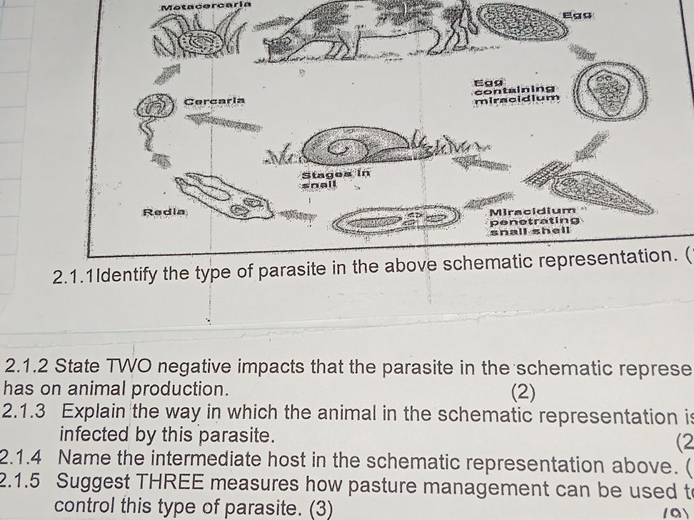 2.1.1 Identify the type of parasite in the | StudyX