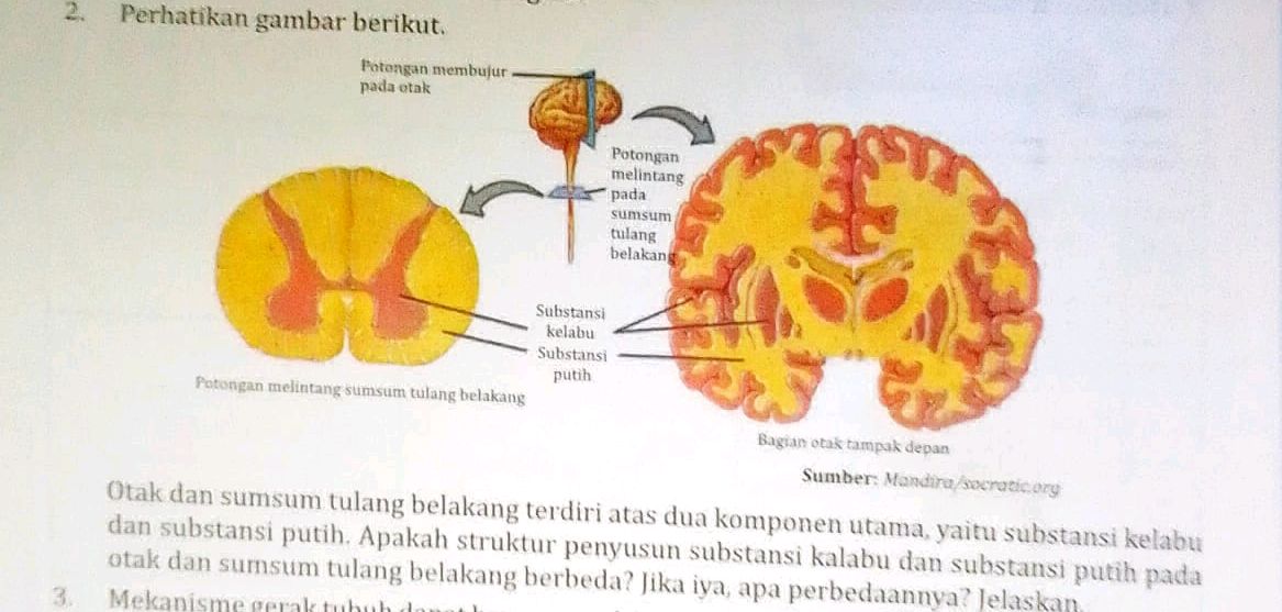 2. Perhatikan gambar berikut. Otak dan | StudyX