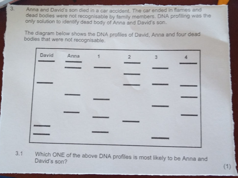 Anna and David's son died in a car accident. | StudyX