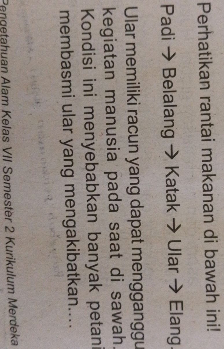Perhatikan rantai makanan di bawah ini! | StudyX