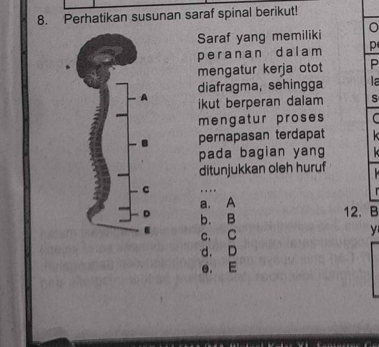 Perhatikan susunan saraf spinal berikut! | StudyX