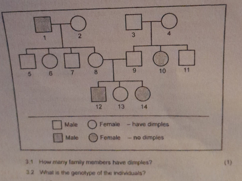 The image shows a pedigree chart. 3.1 How | StudyX