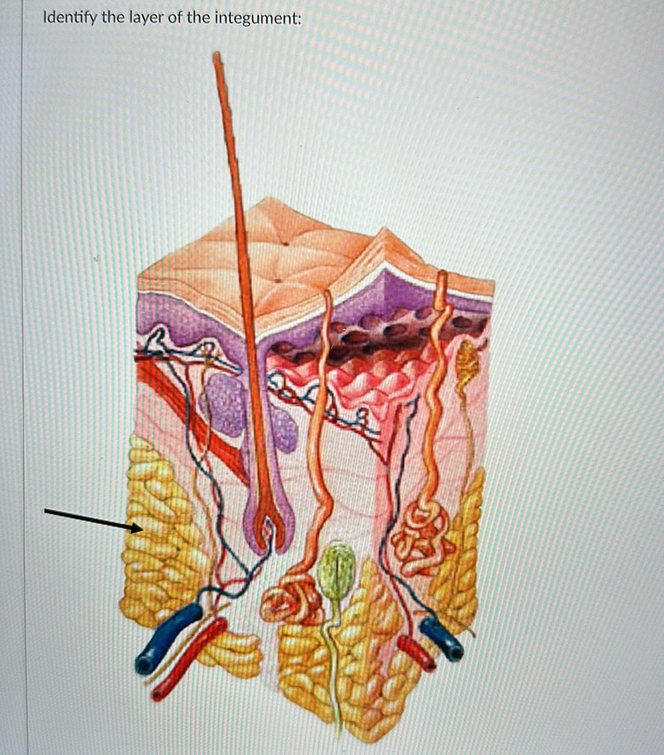 Identify the layer of the integument: The | StudyX