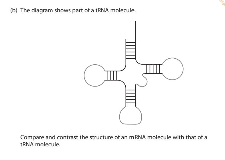 (b) The diagram shows part of a tRNA | StudyX