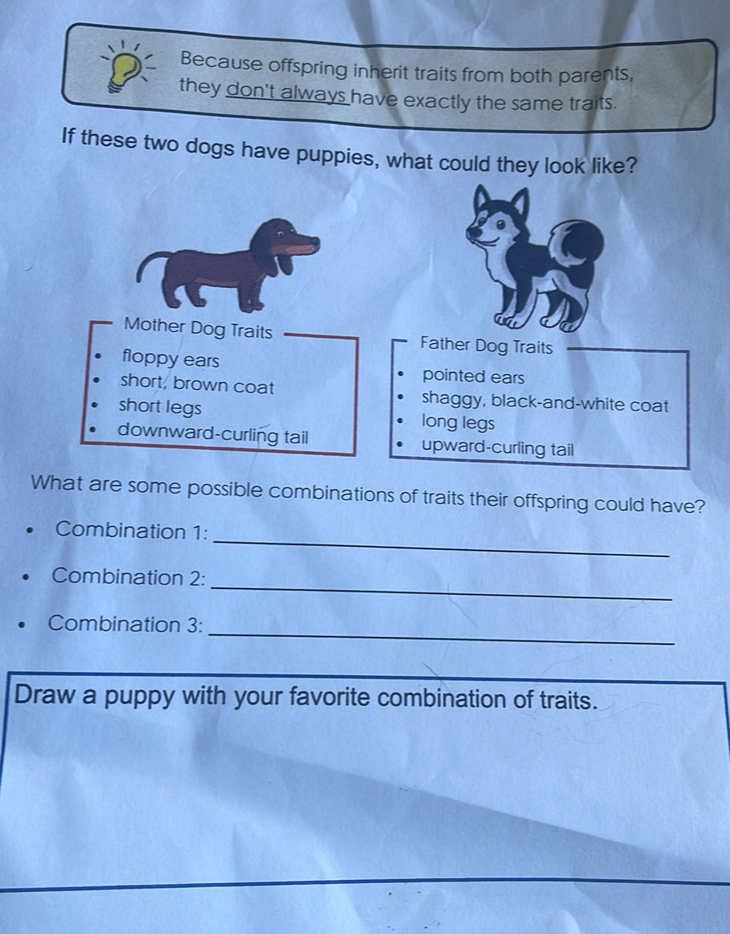 If these two dogs have puppies, what could | StudyX