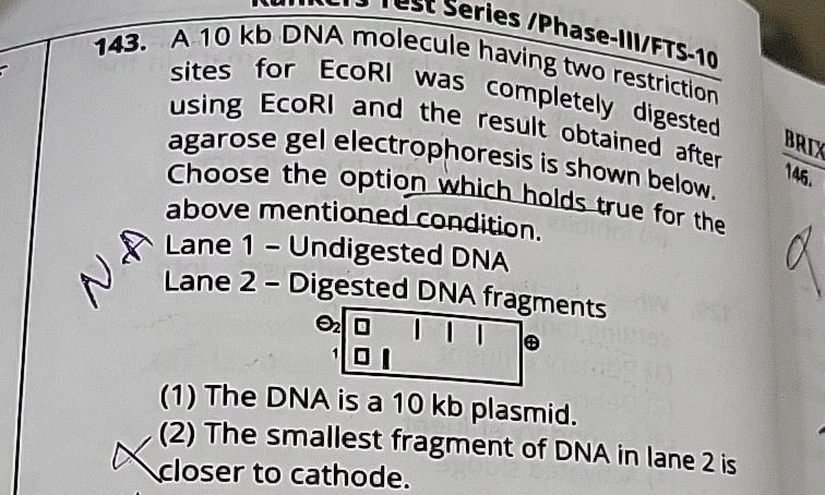 143. A 10 kb DNA molecule having two | StudyX