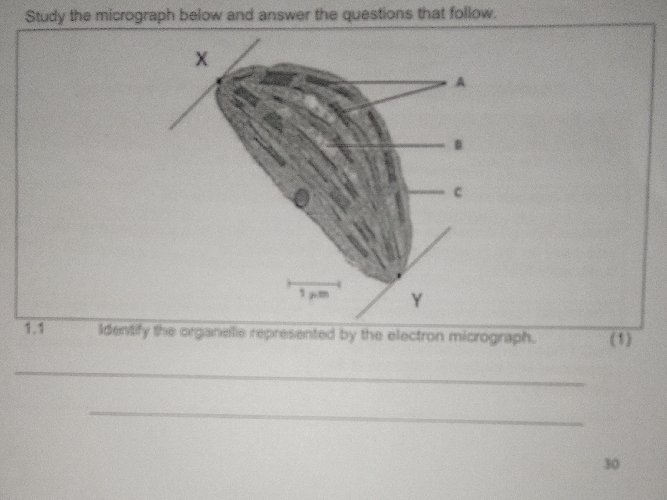 Study the micrograph below and answer the | StudyX