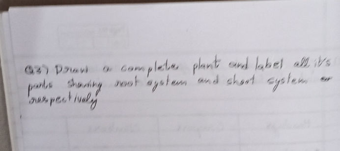 Q3) Draw a complete plant and label all it's | StudyX