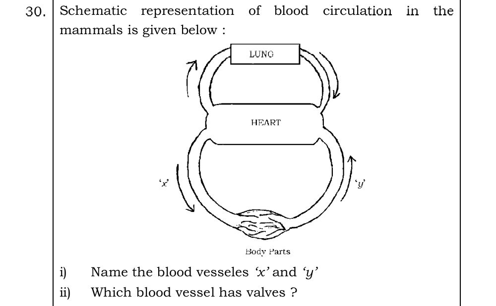 30. Schematic representation of blood | StudyX