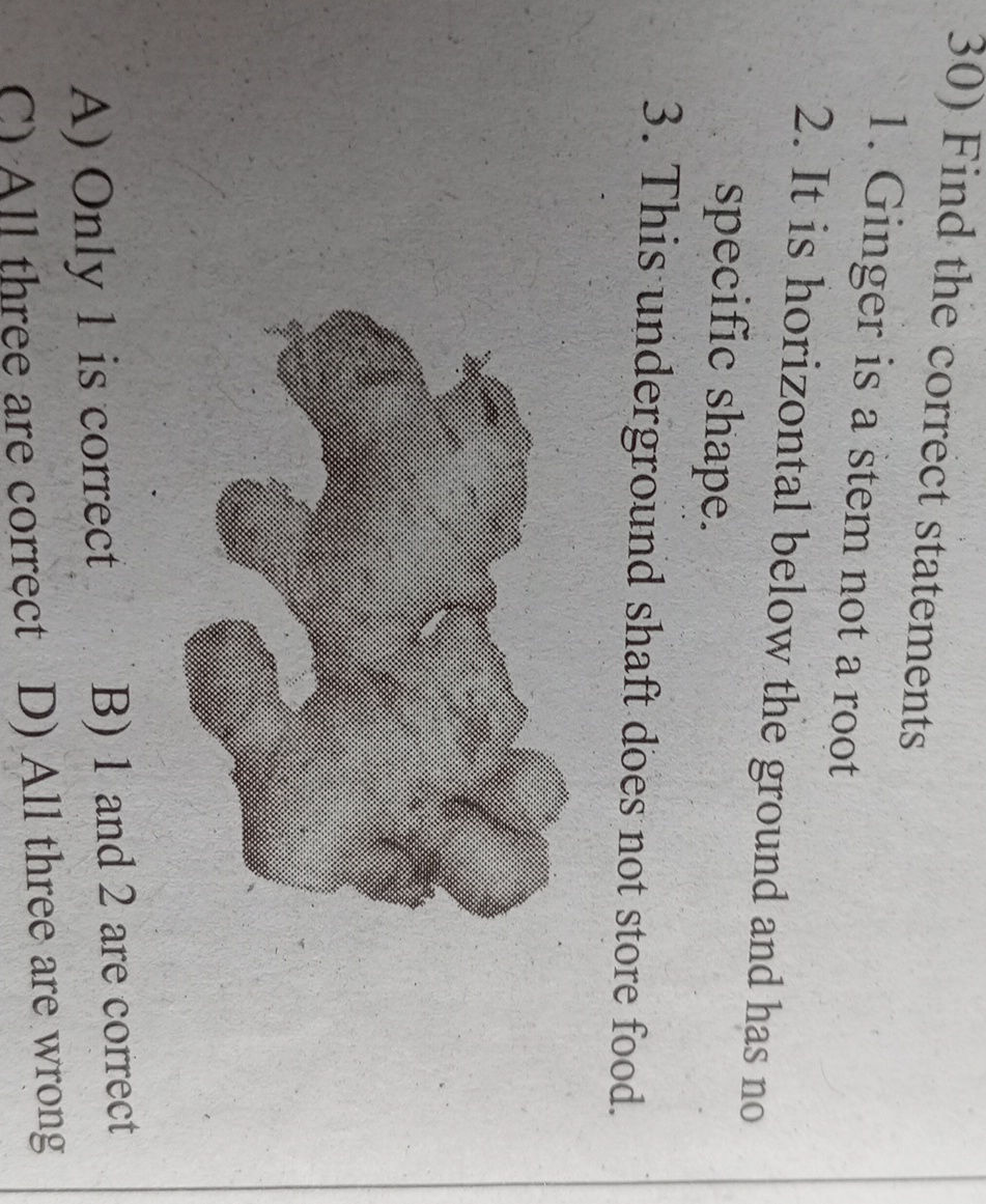 30) Find the correct statements 1. Ginger is | StudyX