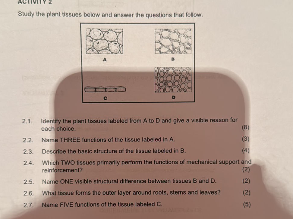 Study the plant tissues below and answer the | StudyX