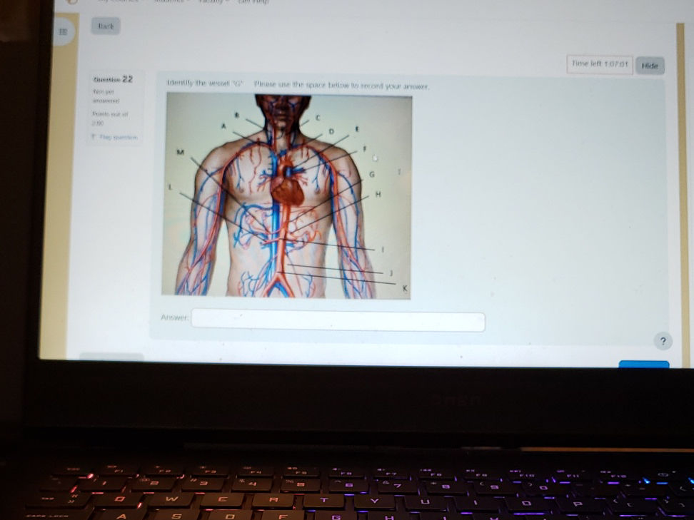Identify Vessel G in Human Anatomy | StudyX