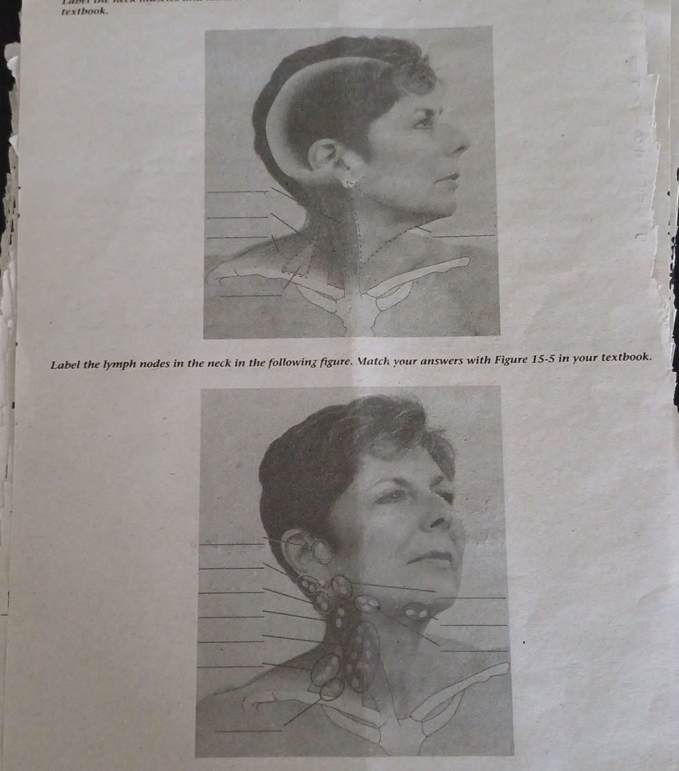 Label the lymph nodes in the neck in the | StudyX